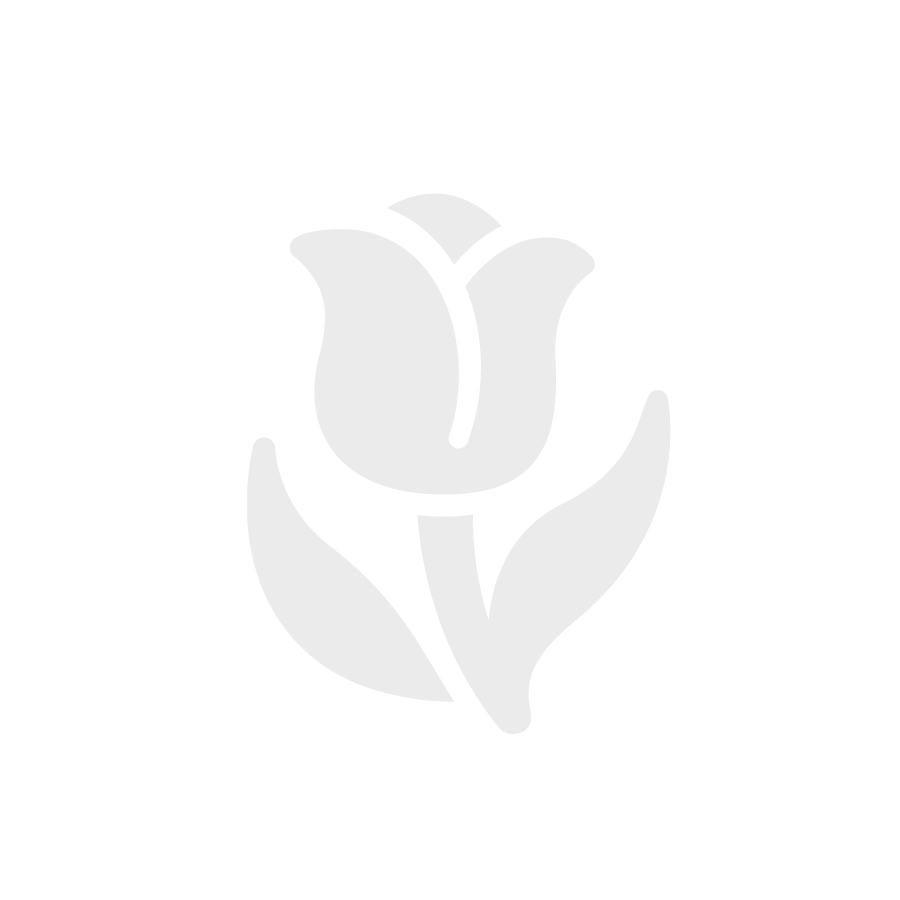 Le Reve Oriental Lily Express Fresh Flower Profiles | Flower of the ...